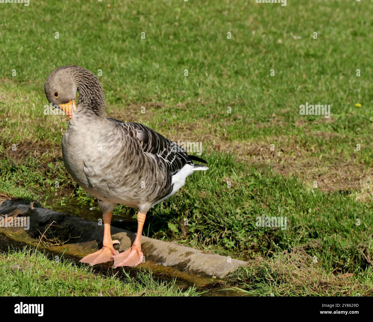 Preeening feathers hi-res stock photography and images - Alamy