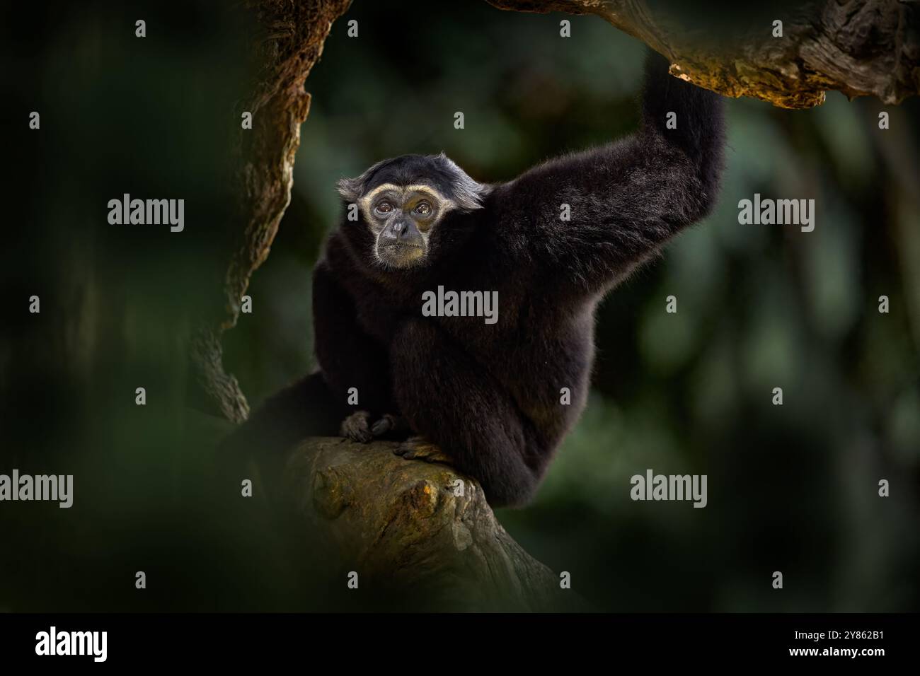 Siamang, Symphalangus syndactylus, big black monkey sitting in the ...