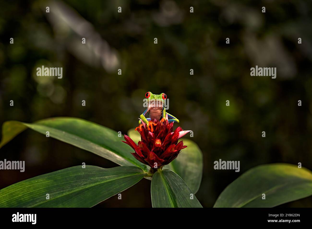 Panama wildlife. Red-eyed Tree Frog, Agalychnis callidryas, Panama ...