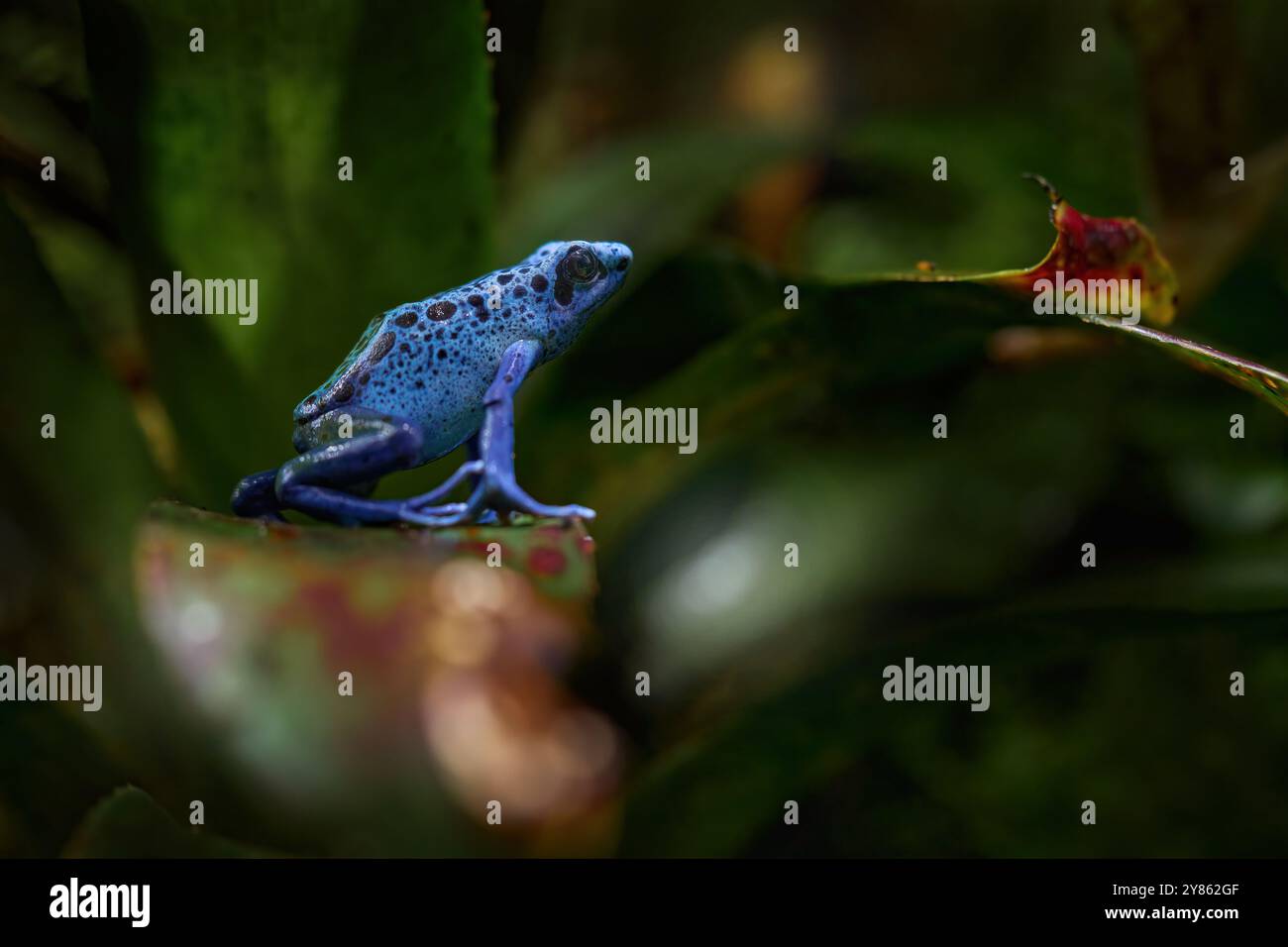 Dendrobates tinctorius 'True Sipaliwini', Dyeing Poison Dart Frog, blue ...