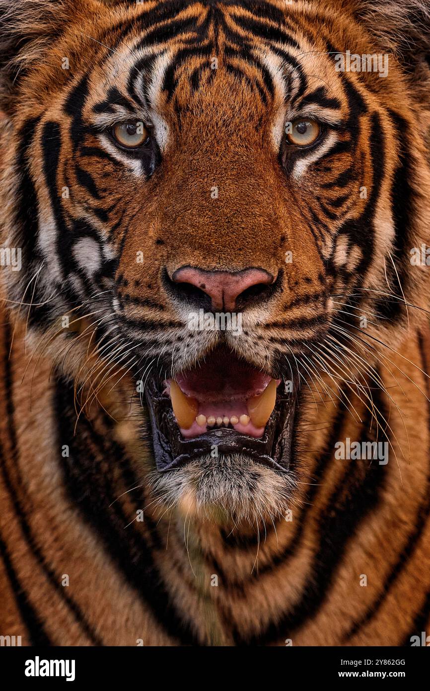 India, tiger close-up detail portrait. Indian tiger walk between the ...