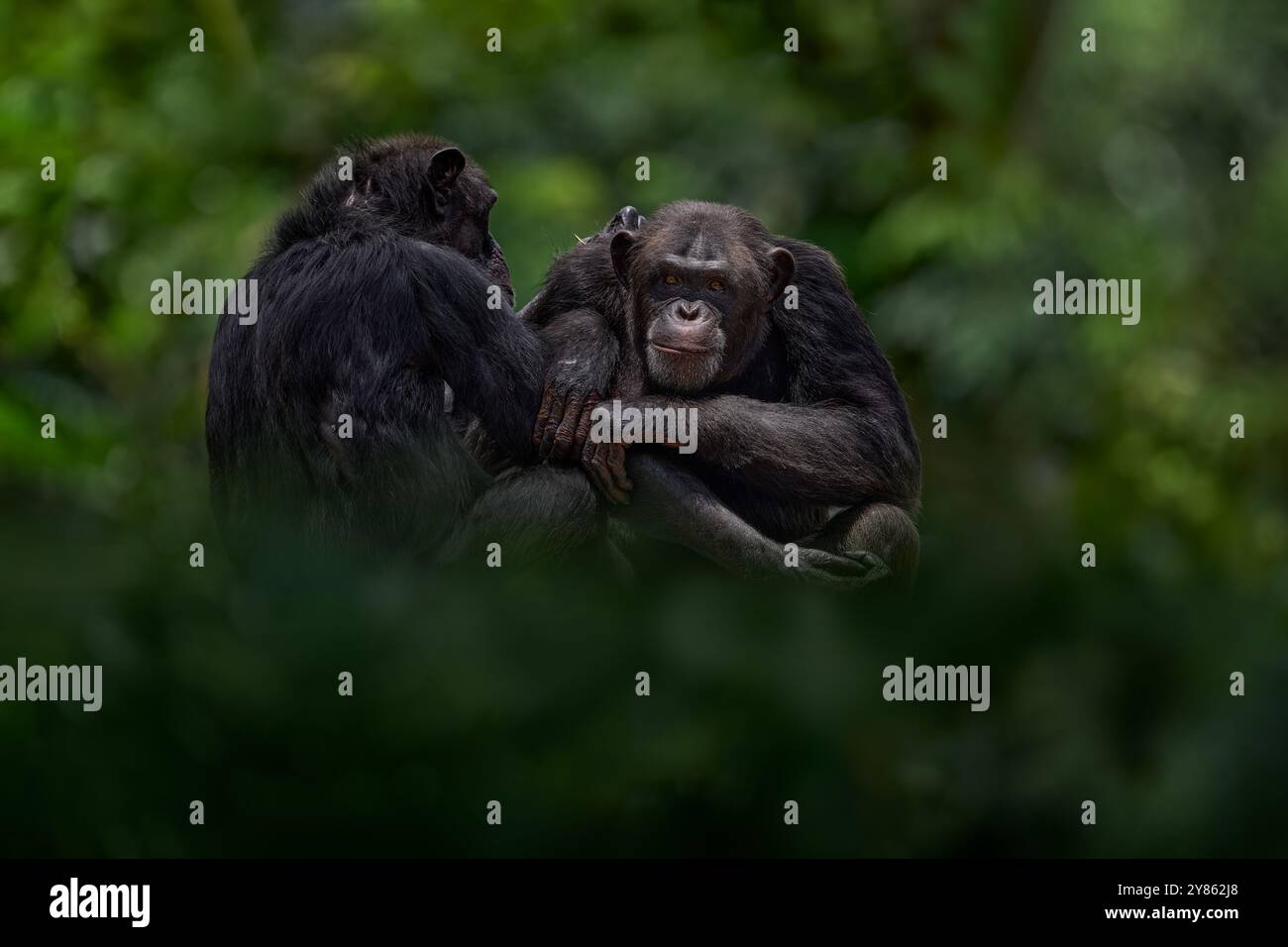 Chimpanzee, Pan troglodytes, monkey family in the forest, Congo in ...