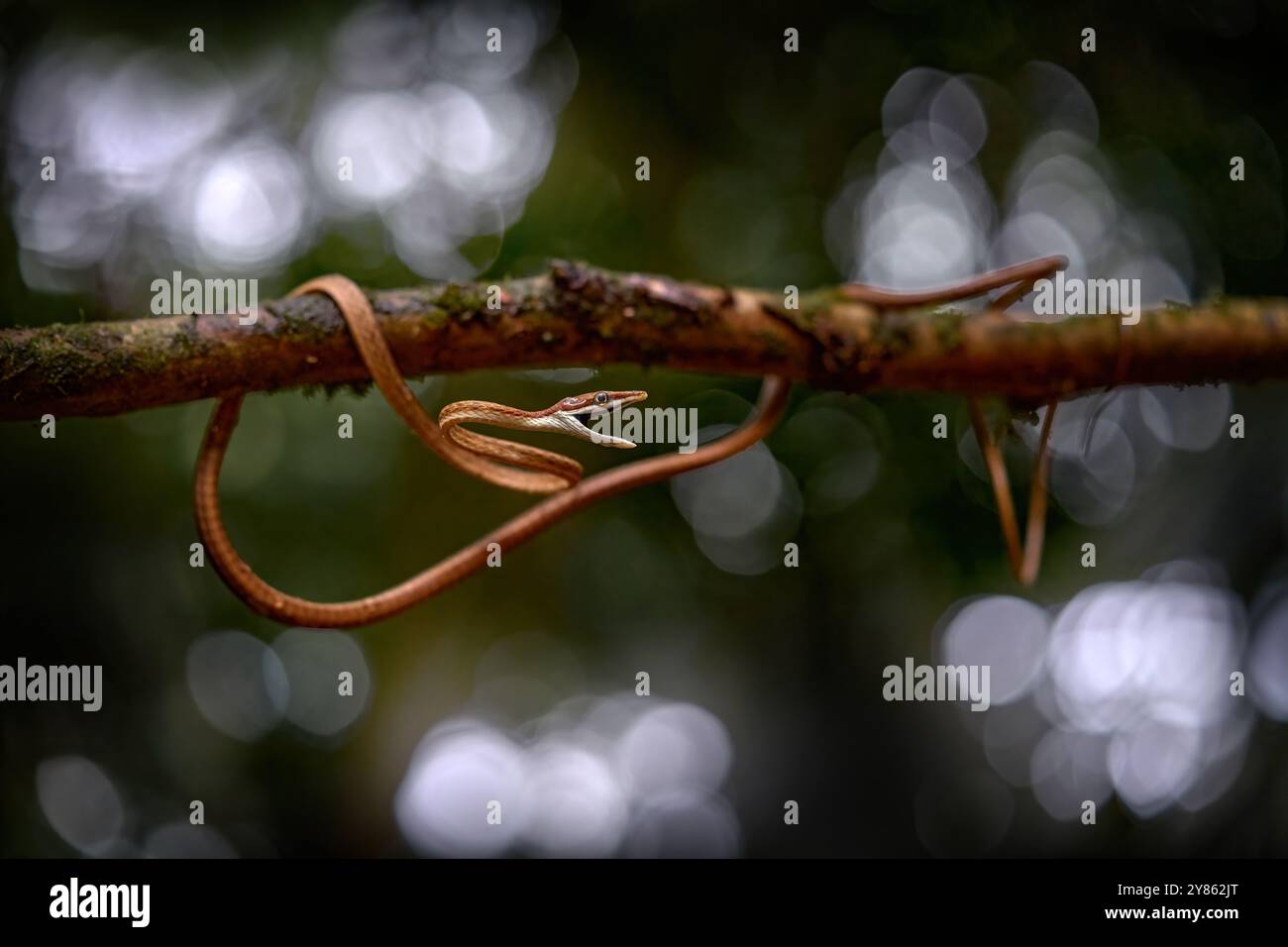 Oxybelis koehleri, Köhler's vine snake, viper looks like shoelace. Slim ...