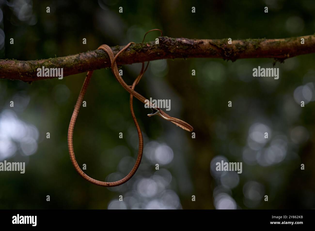 Oxybelis koehleri, Köhler's vine snake, viper looks like shoelace. Slim ...