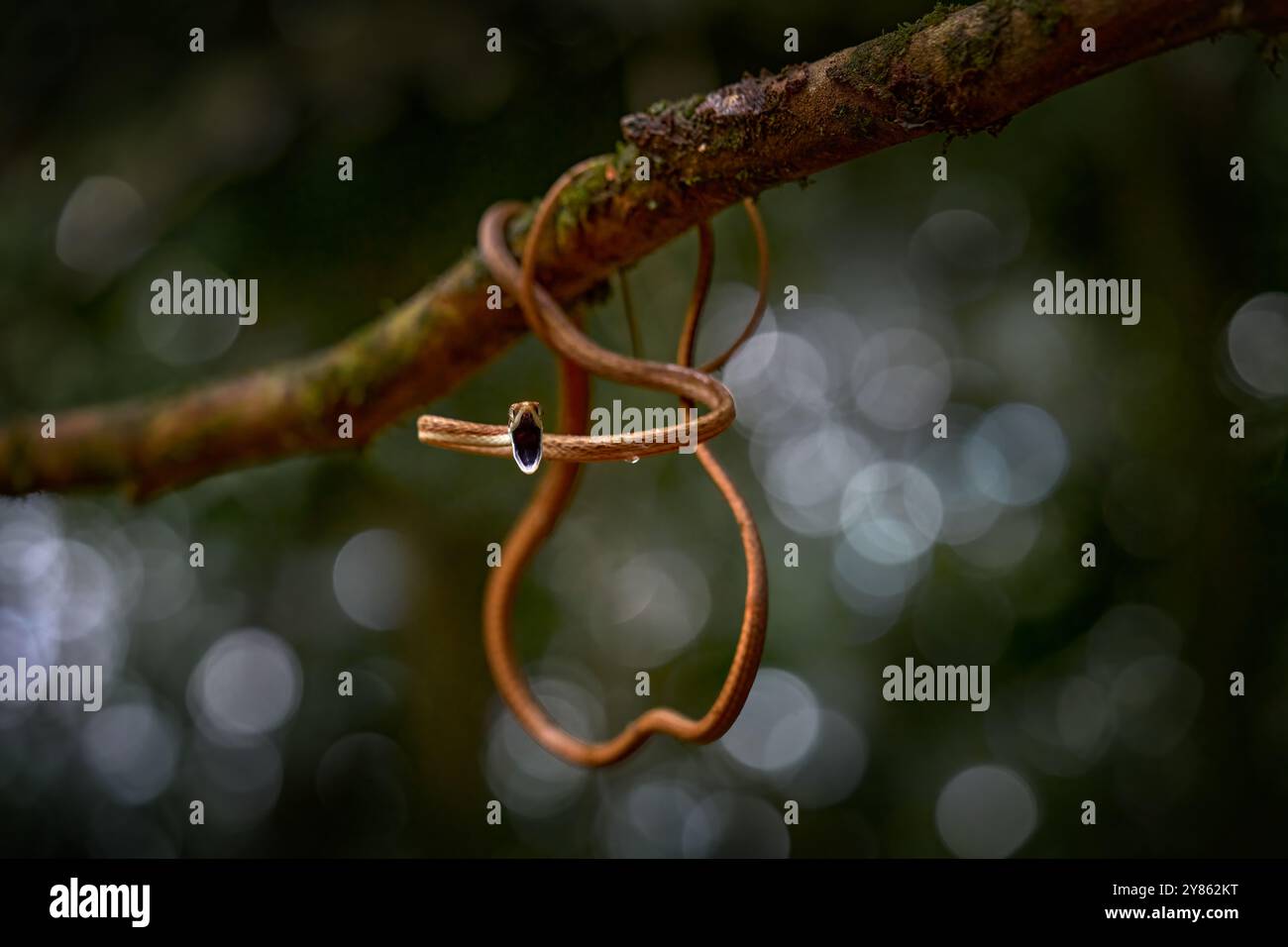 Oxybelis koehleri, Köhler's vine snake, viper looks like shoelace. Slim ...