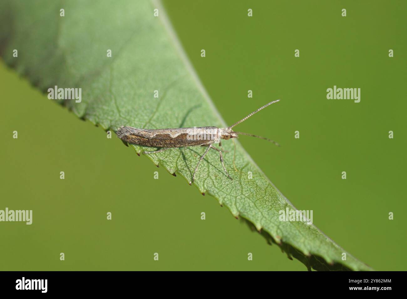 Diamondback moth hi-res stock photography and images - Alamy