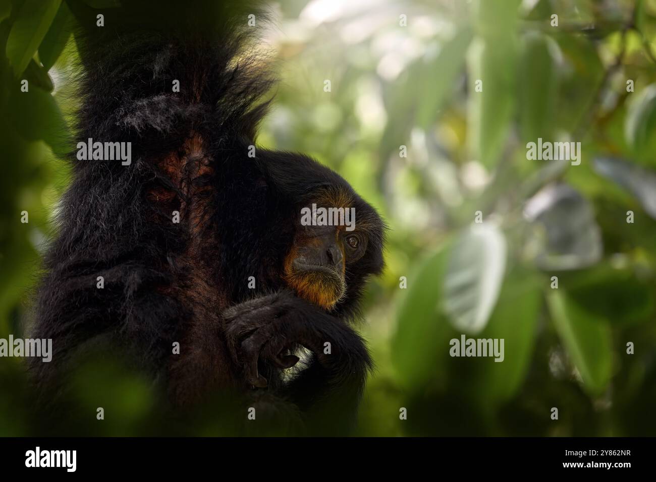 Siamang, Symphalangus syndactylus, big black monkey sitting in the ...