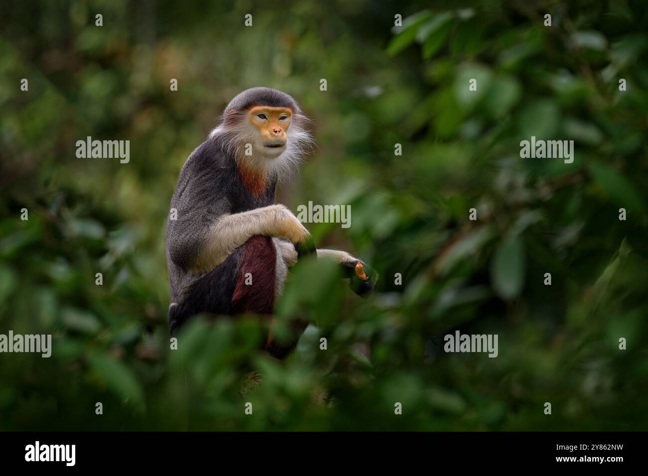 Red-shanked douc langur, Pygathrix namaeus, detail portrait of cute ...