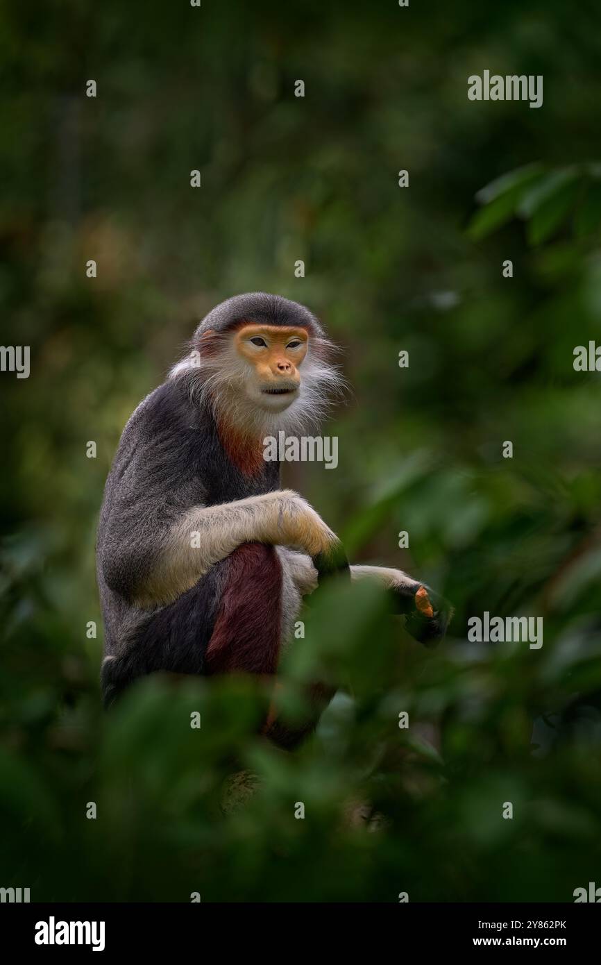 Red-shanked douc langur, Pygathrix namaeus, detail portrait of cute ...