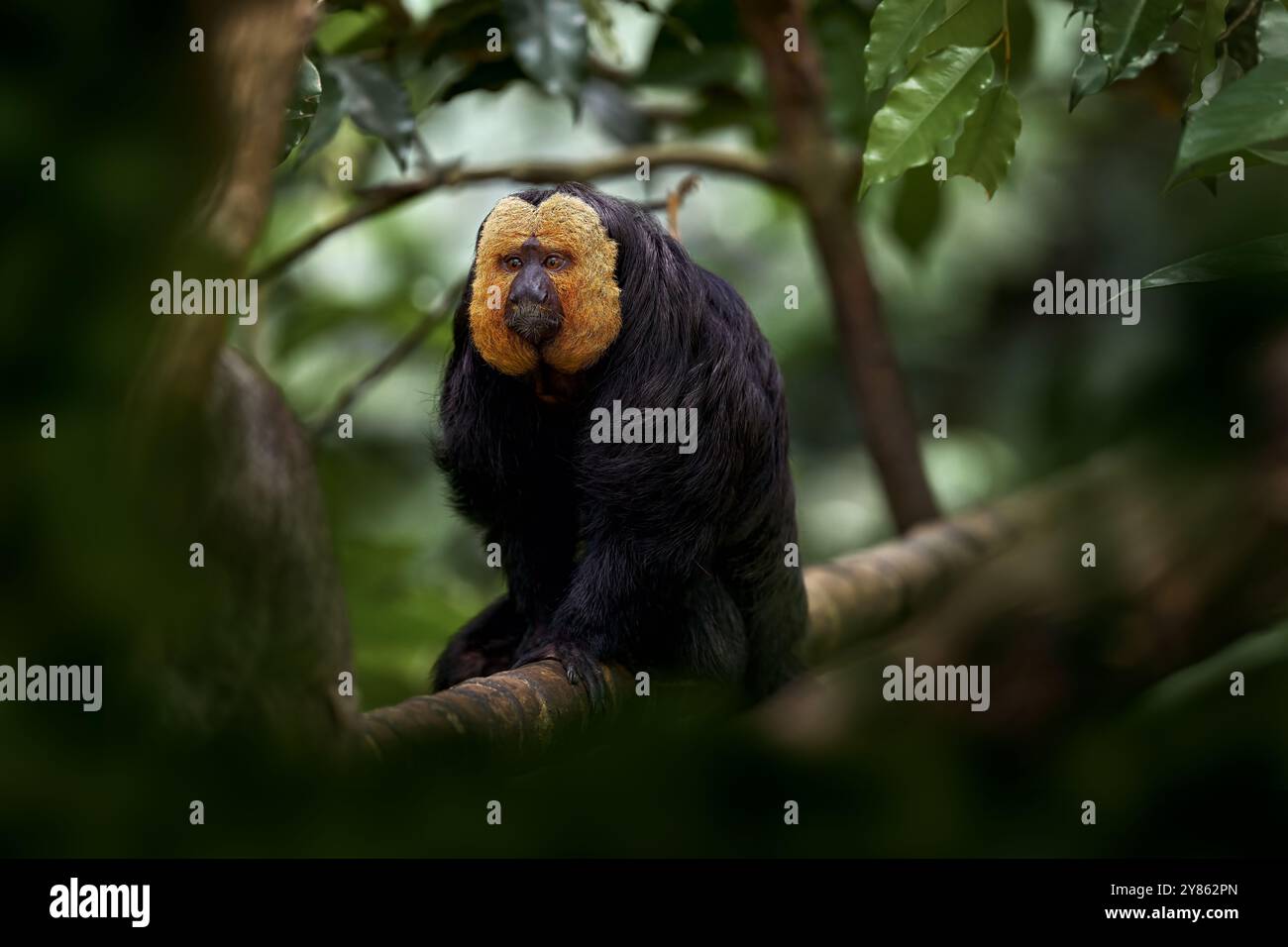 White-faced Saki, Pithecia pithecia, detail portrait of dark black ...