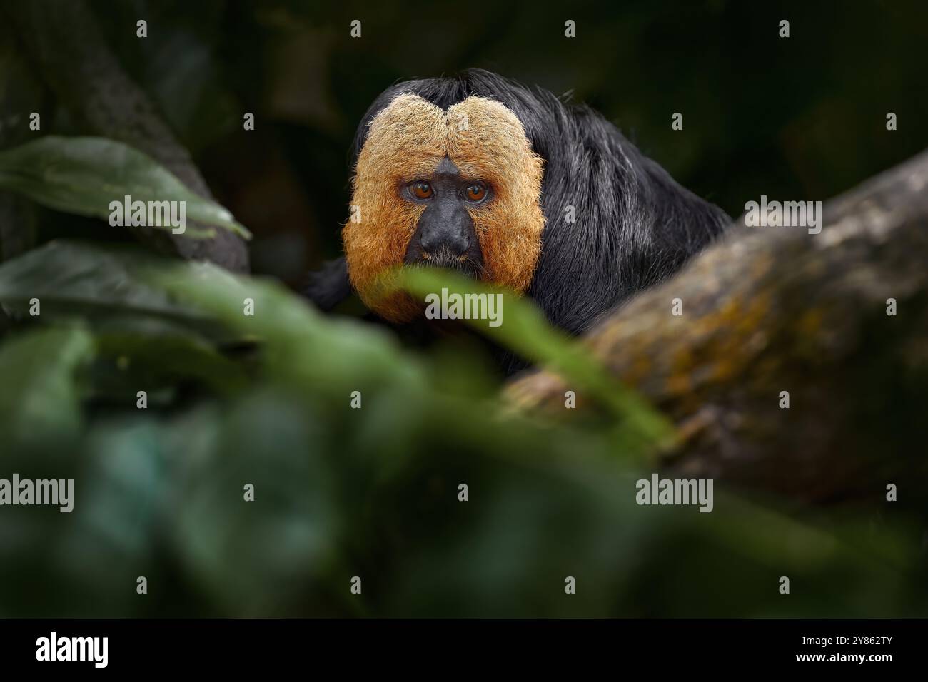 White-faced Saki, Pithecia pithecia, detail portrait of dark black ...