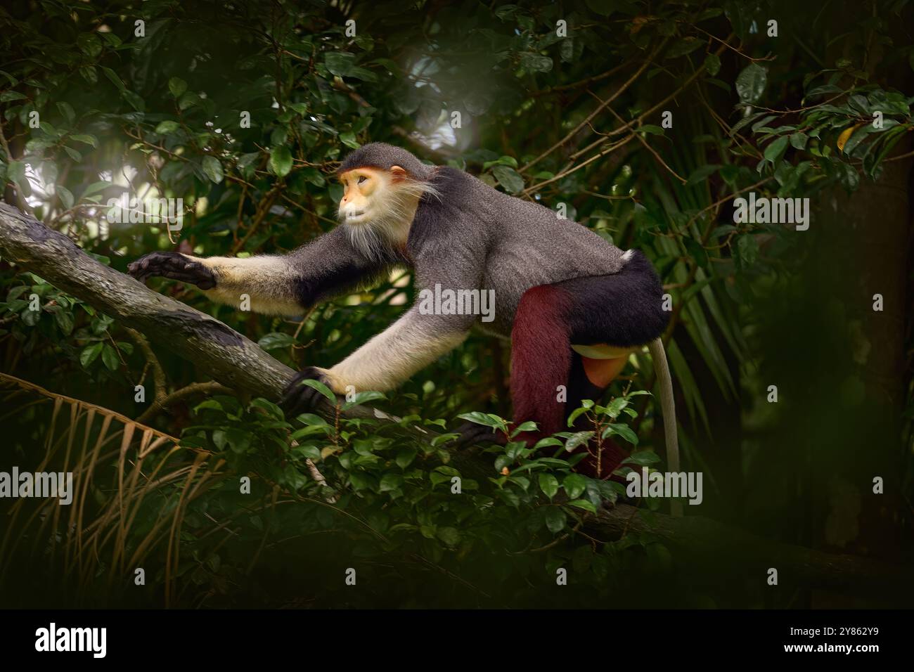 Red-shanked douc langur, Pygathrix namaeus, detail portrait of cute ...