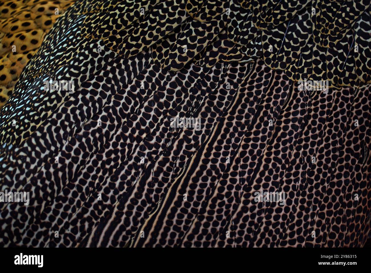 Feathers plumage close-up detail. Great argus, Argusianus argus, big ...