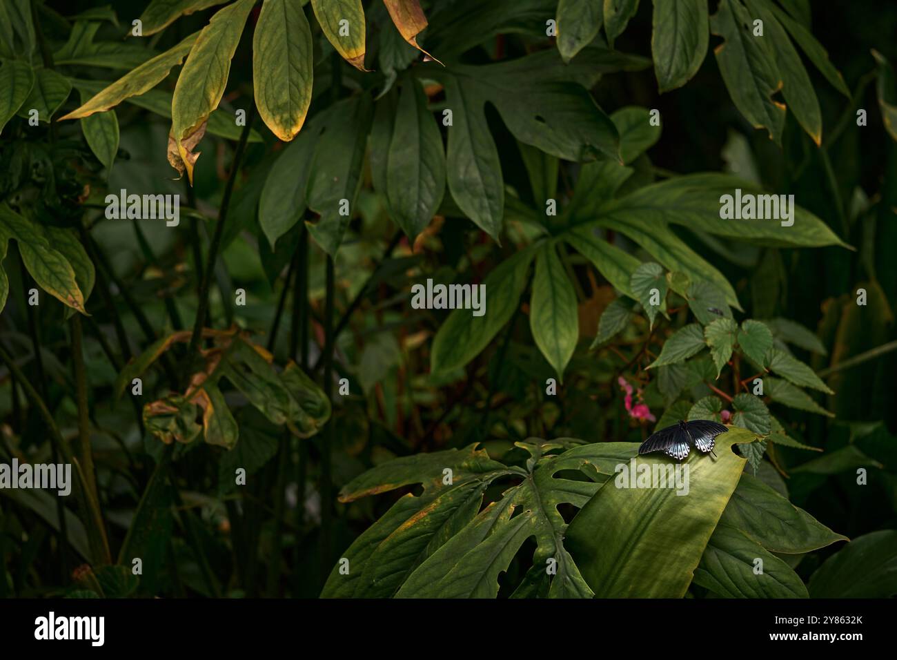 Find the butterfly in the green tropic forest. Butterfly in Malaysia ...