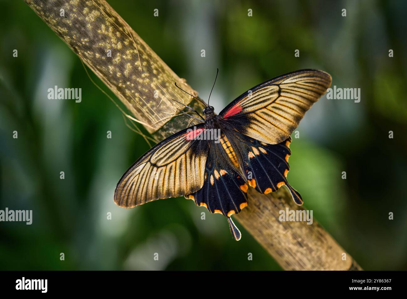 Black Great Mormon, Papilio memnon, insect on flower bloom in the ...