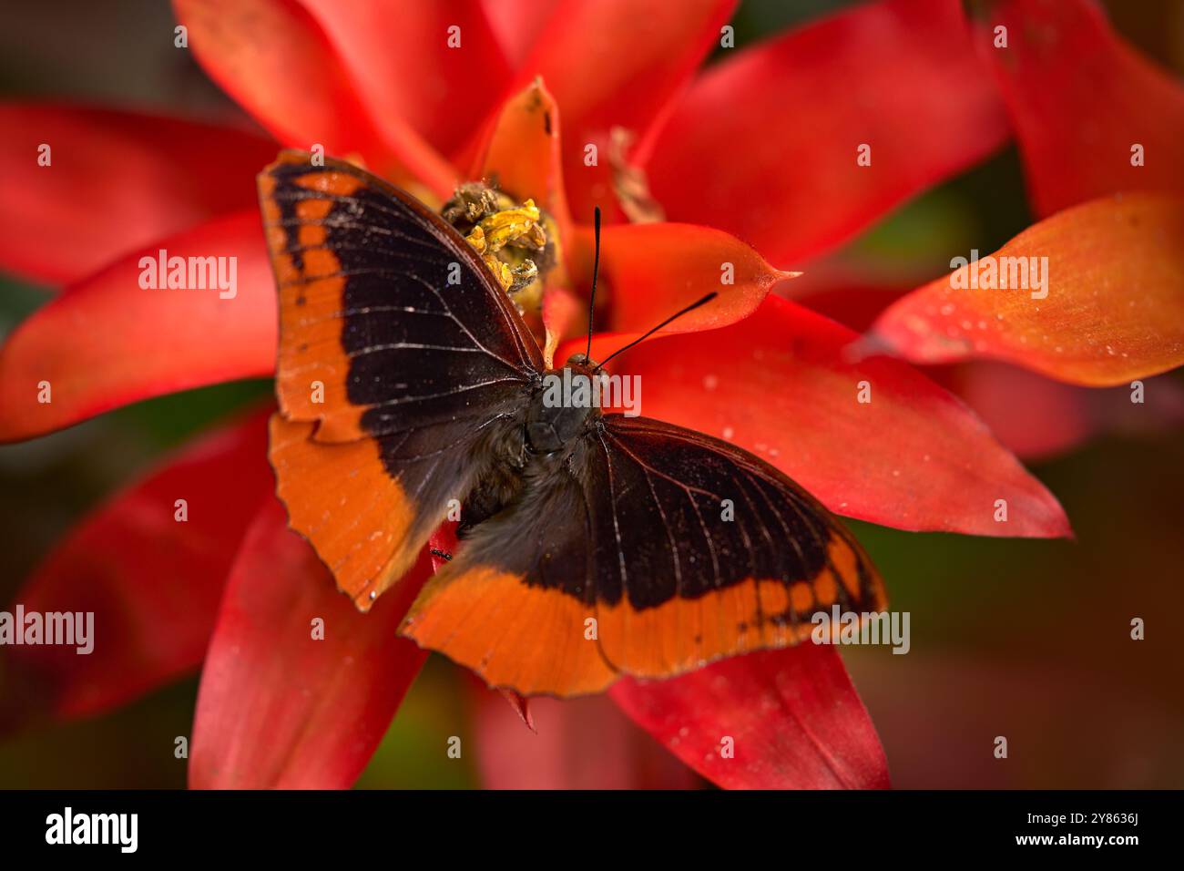 Red forest charaxes butterfly charaxes hi-res stock photography and ...