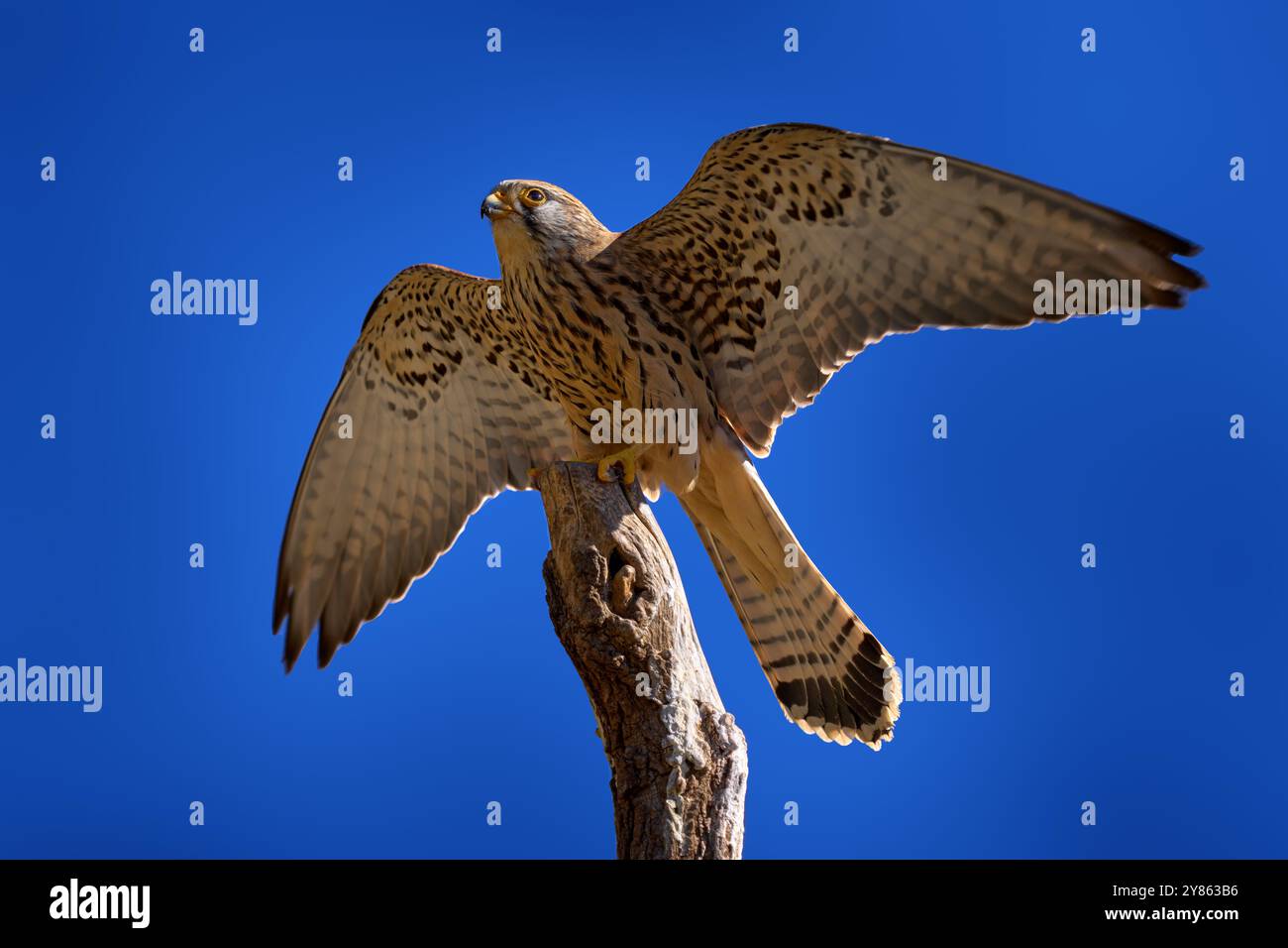 Mongolia and israel hi-res stock photography and images - Alamy