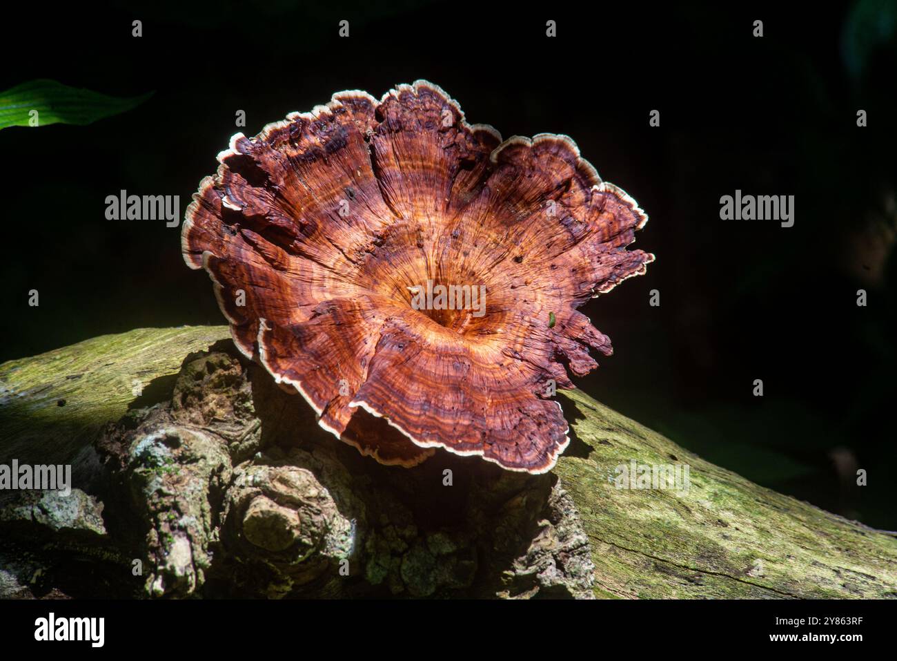 Semliki National Park bio diversity Stock Photo - Alamy