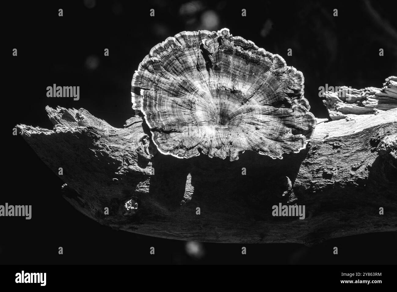 Semliki National Park bio diversity Stock Photo - Alamy