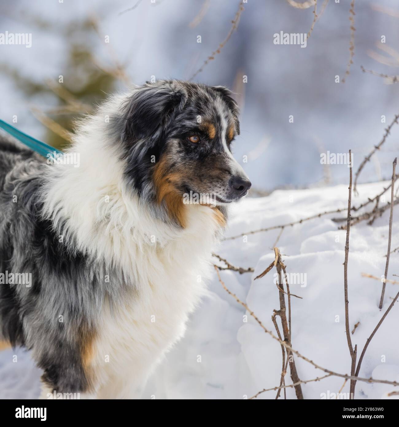 Pet in landscape hi-res stock photography and images - Alamy