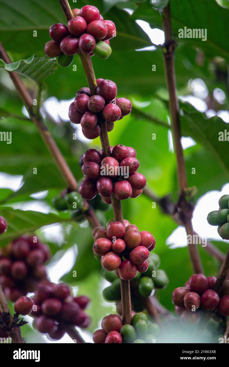 Coffee beans - Uganda Stock Photo - Alamy