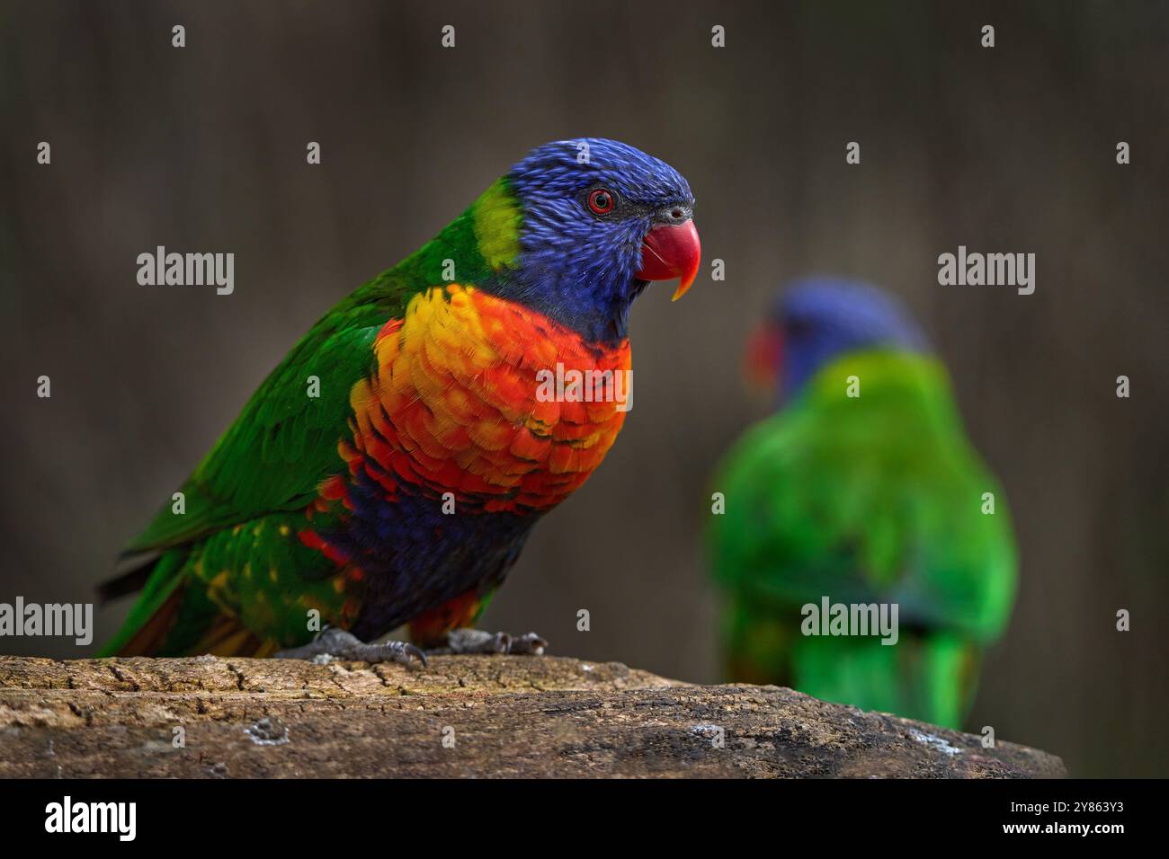 Wilflife, bird from Australia. Parrot Rainbow Lorikeets, Trichoglossus ...