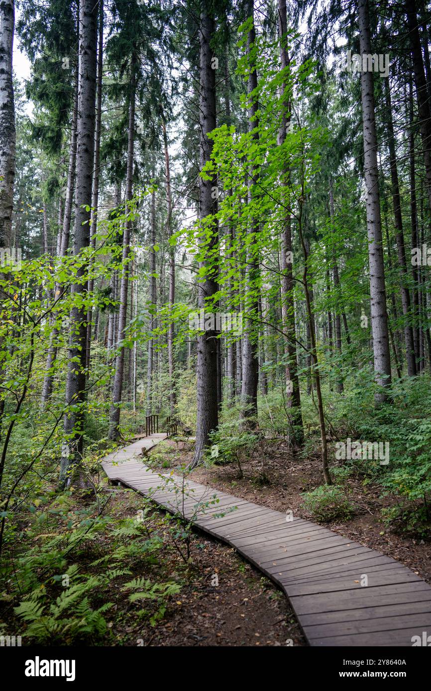 Ecological winding wooden pathway in national park through dark ...