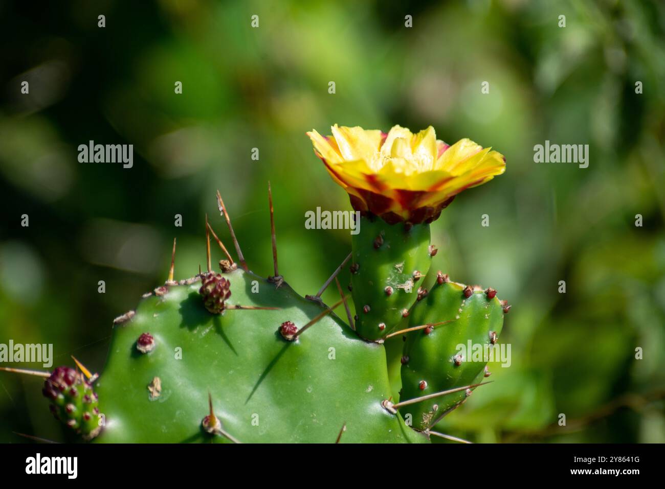 Uganda plant species hi-res stock photography and images - Alamy