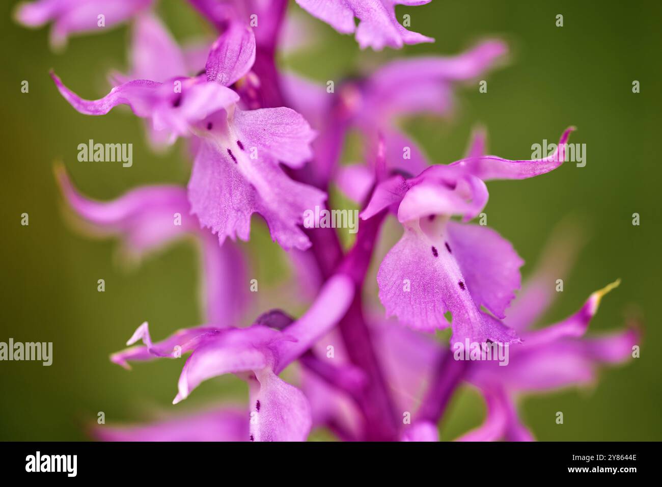 Orchis mascula, Early Purple Orchid, flowering European terrestrial ...