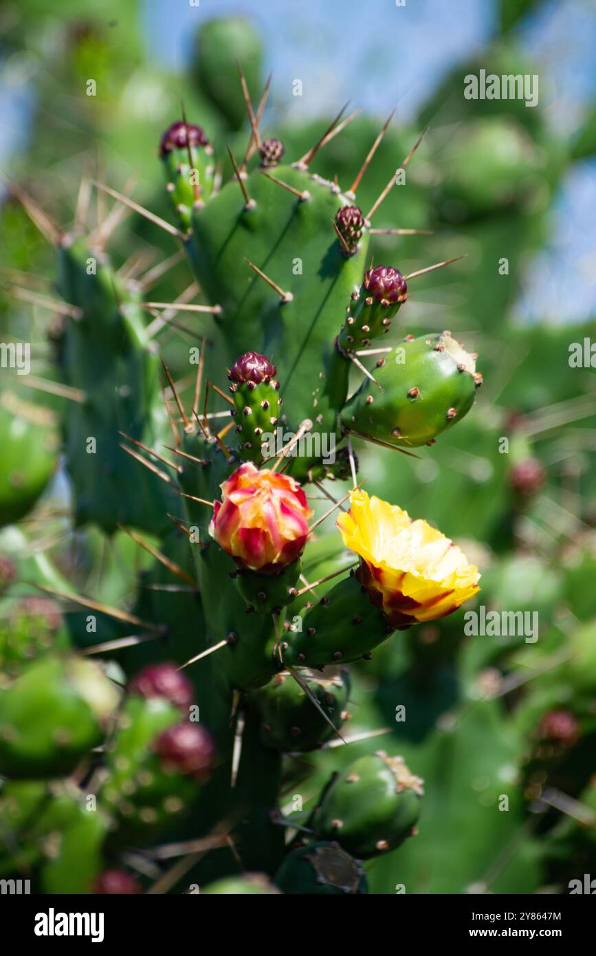 Uganda plant species hi-res stock photography and images - Alamy