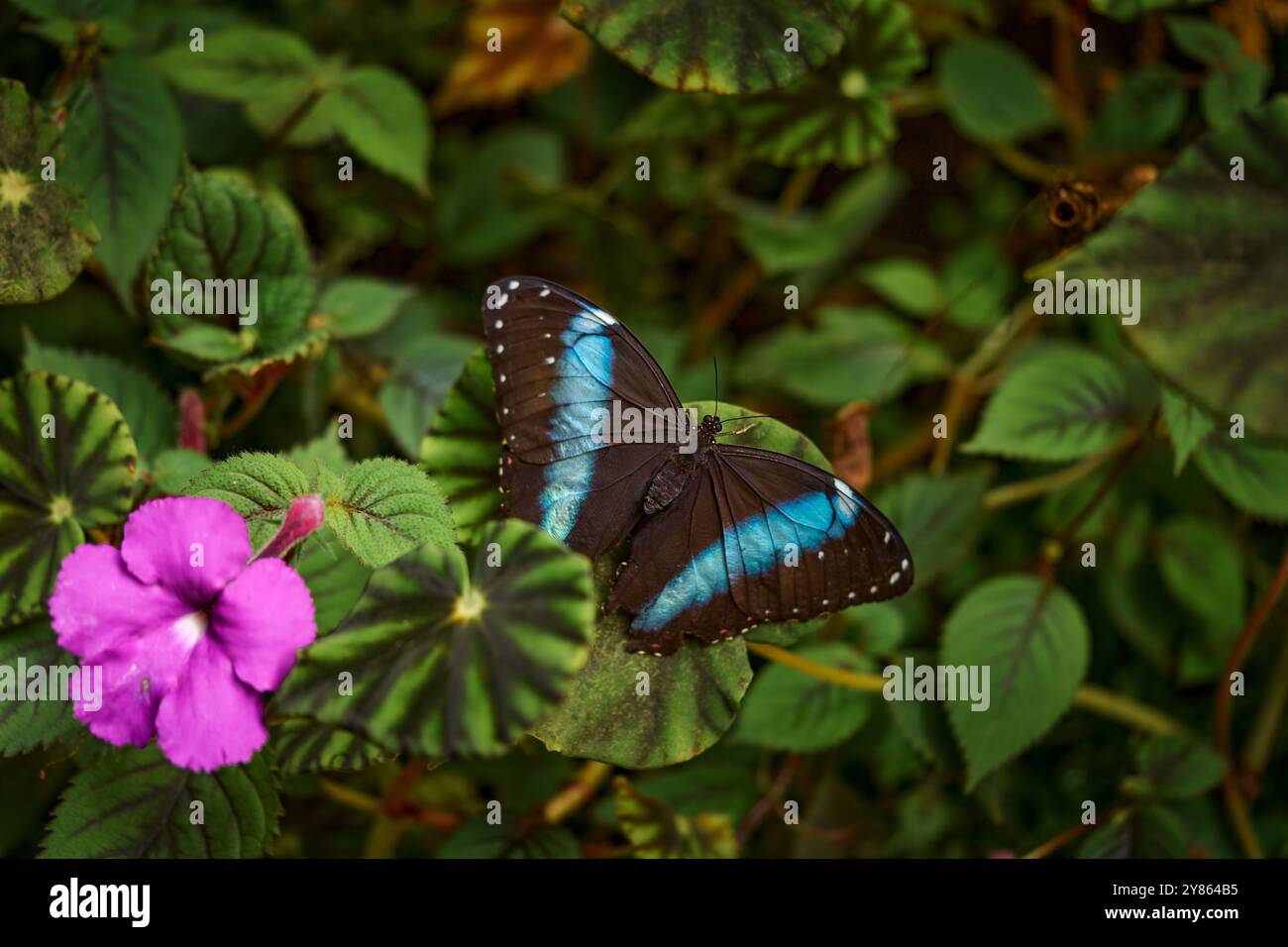Pink flower with butterfly. Butterfly in Ecuador. Morpho achilles ...