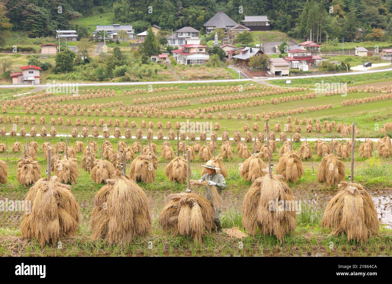 The photo shows ears of rice being sun-dried in terraced rice fields ...
