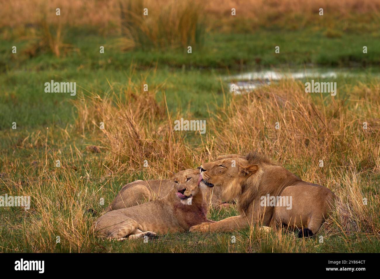 Lion - licking its snout after hunting. Lions, Khwai river, Botswana in ...
