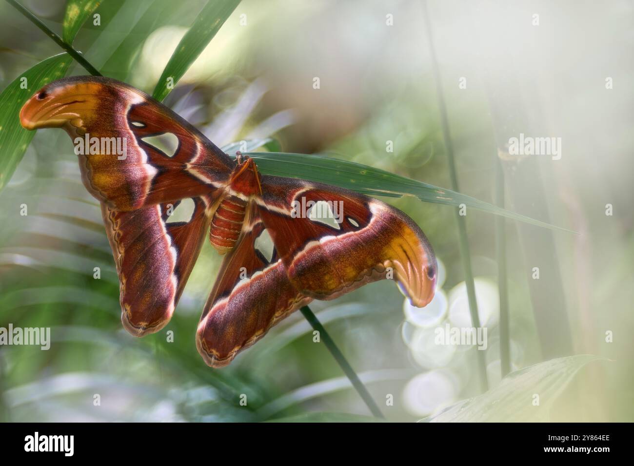 Giant Atlas Moth-aka, Attacus atlas habitat. Butterfly sitting on the ...
