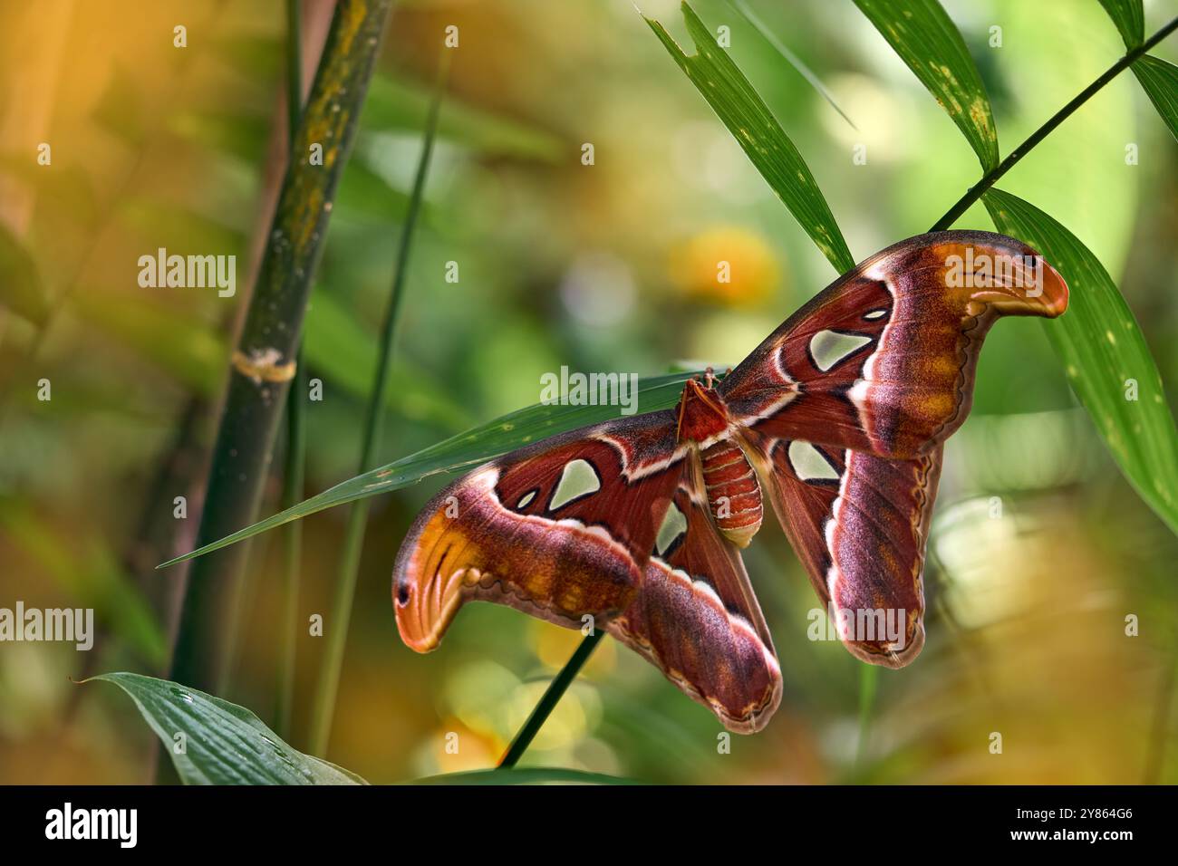 Giant Atlas Moth-aka, Attacus atlas habitat. Butterfly sitting on the green leave in the nature ...