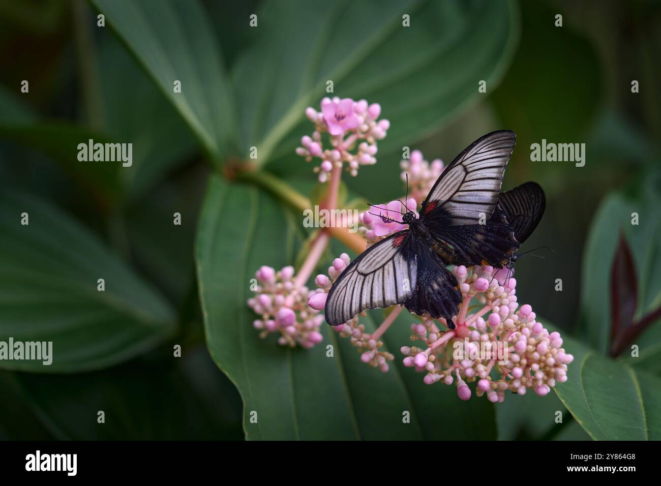 Papilio memnon, buttefly mating coupling in nature. Beautiful black ...