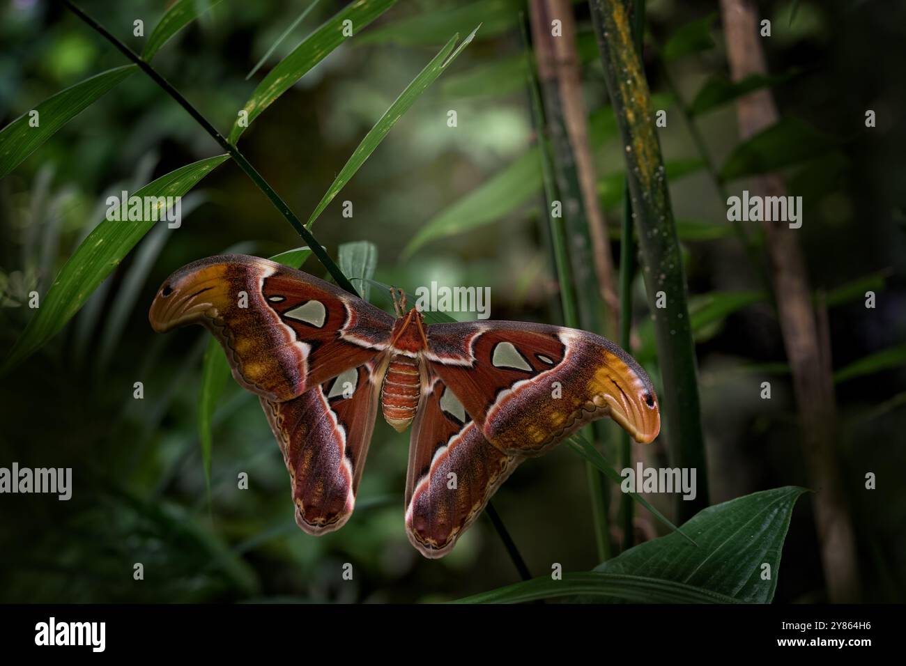 Giant Atlas Moth-aka, Attacus atlas habitat. Butterfly sitting on the green leave in the nature ...