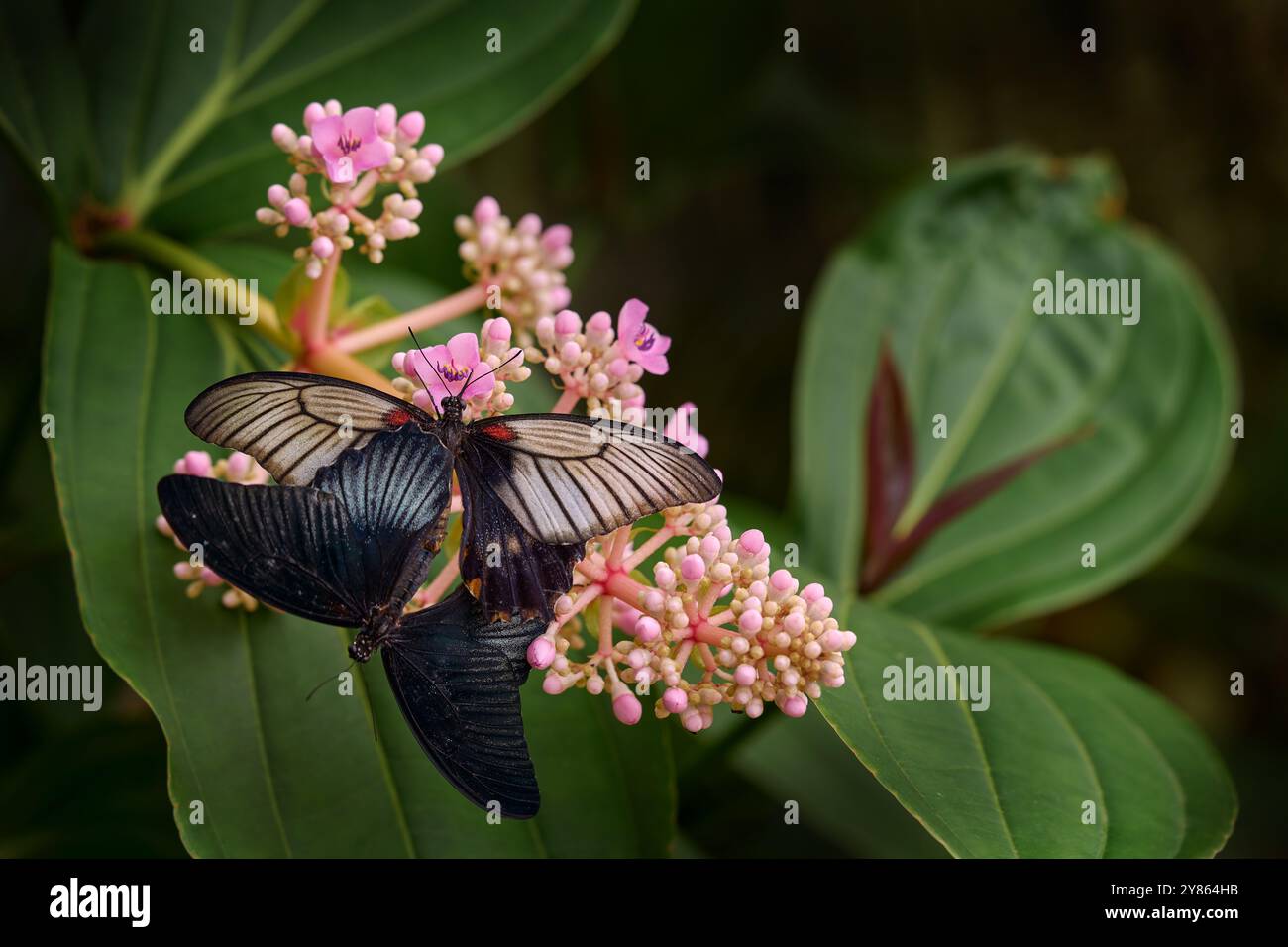 Papilio memnon, buttefly mating coupling in nature. Beautiful black ...