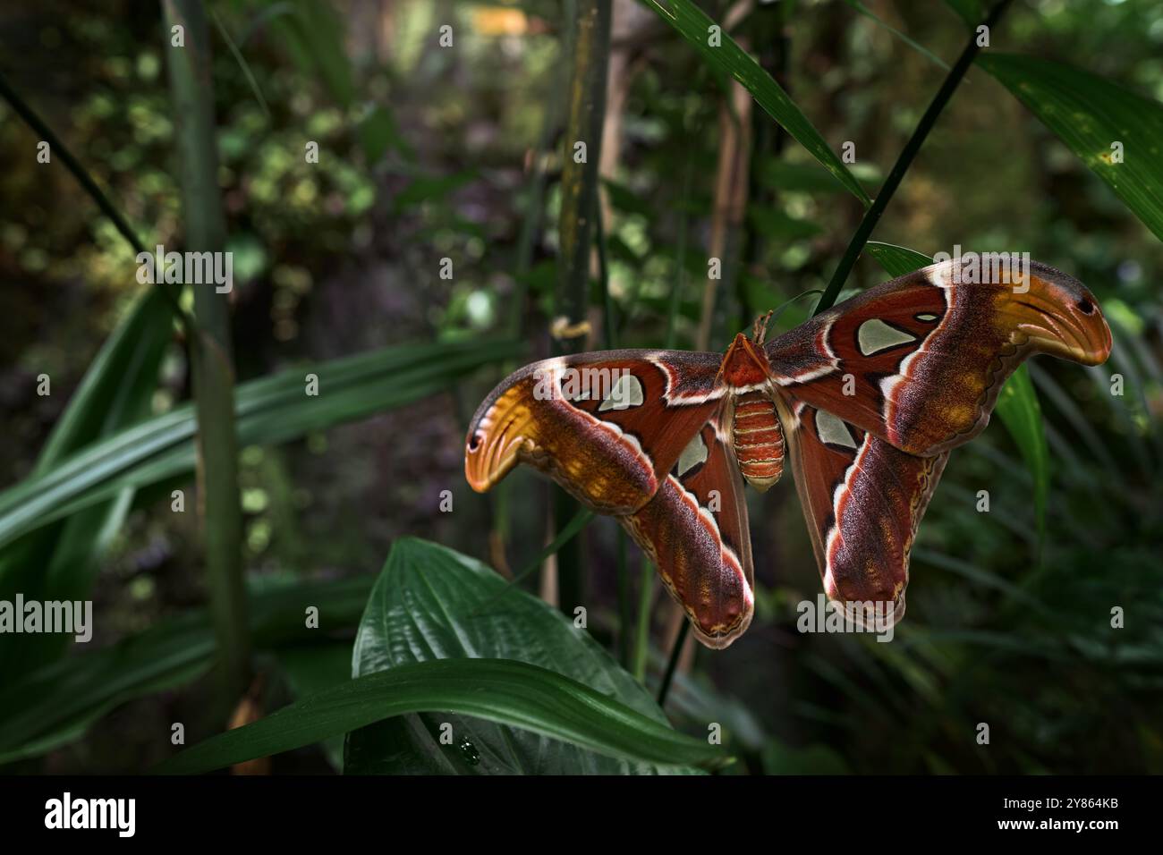 Giant Atlas Moth-aka, Attacus atlas habitat. Butterfly sitting on the green leave in the nature ...
