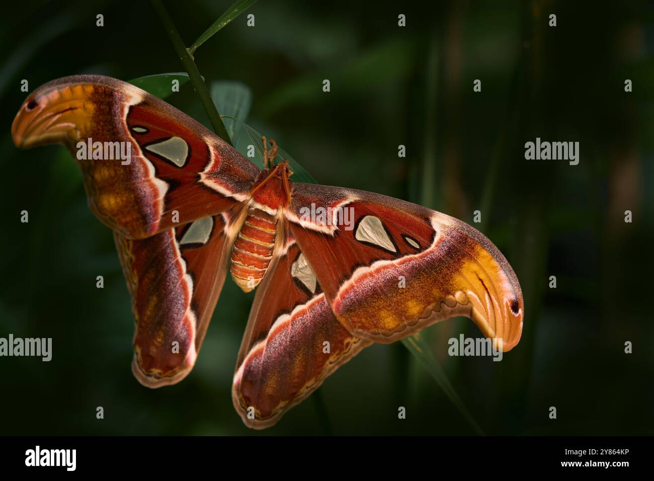 Giant Atlas Moth-aka, Attacus atlas habitat. Butterfly sitting on the green leave in the nature ...