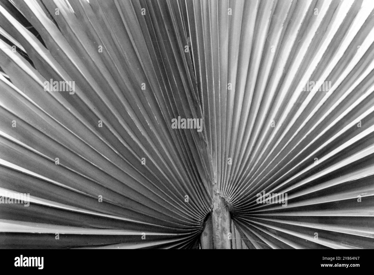 Florida thatch palm ( Thrinax radiata ) - Uganda Stock Photo - Alamy