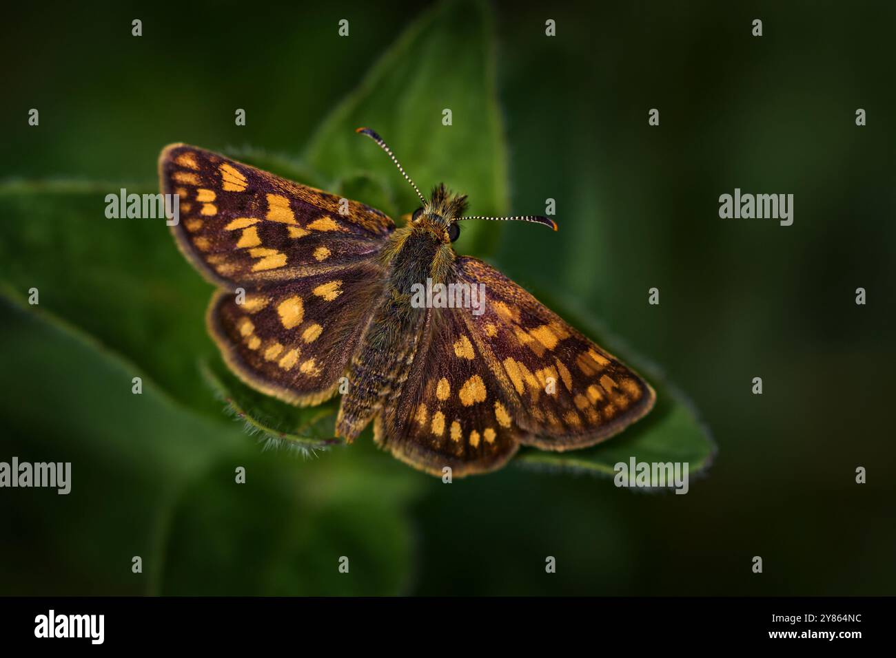 Arctic Skipper, Carterocephalus palaemon, wild butterfly in the nature ...