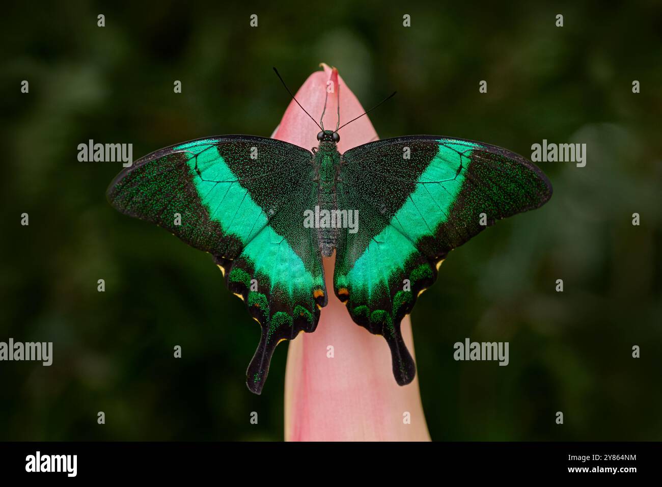 Wildlife Malaysia. Green emerald swallowtail butterfly, Papilio ...