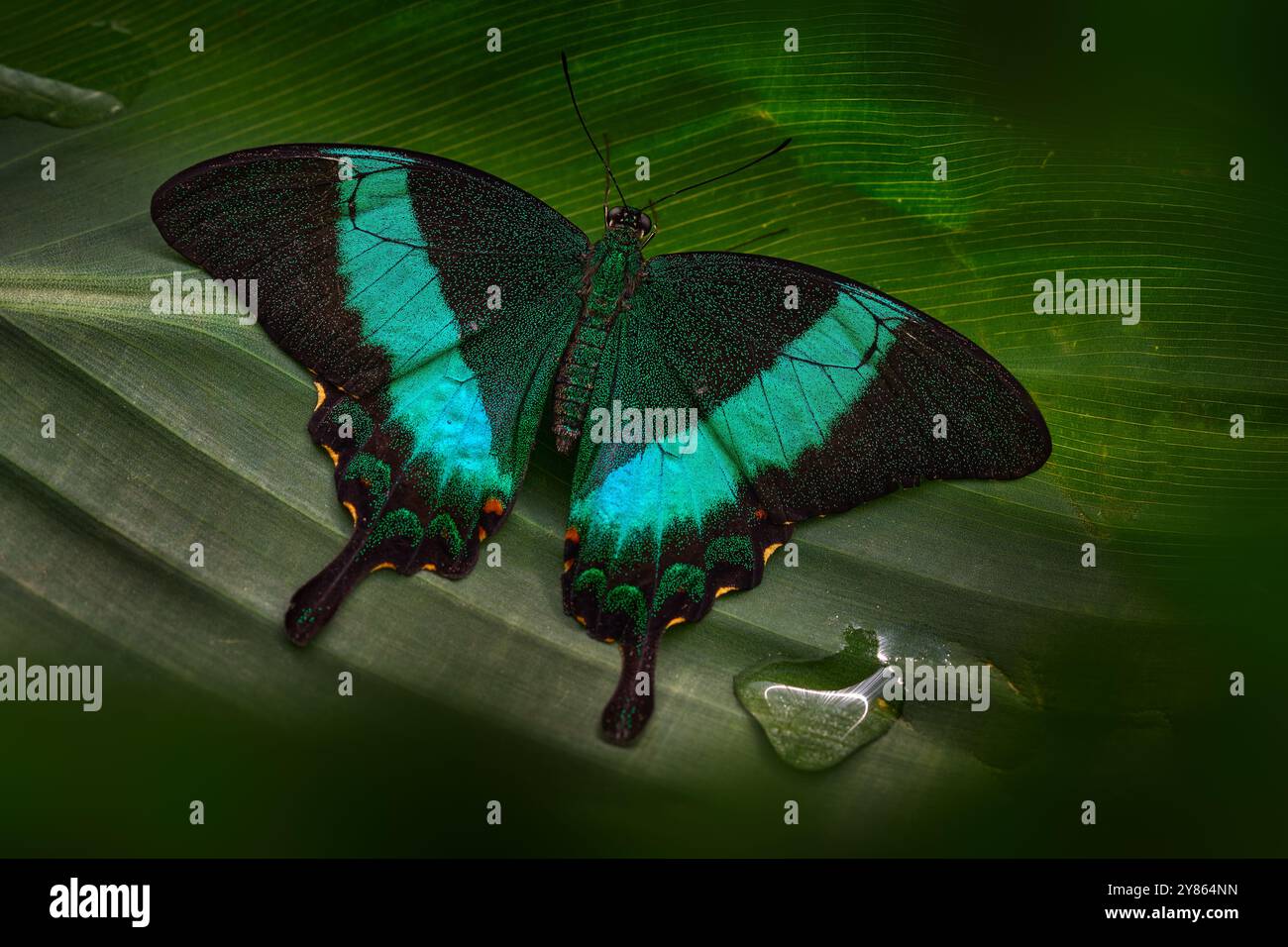 Green emerald swallowtail butterfly, Papilio palinurus. Insect in the ...