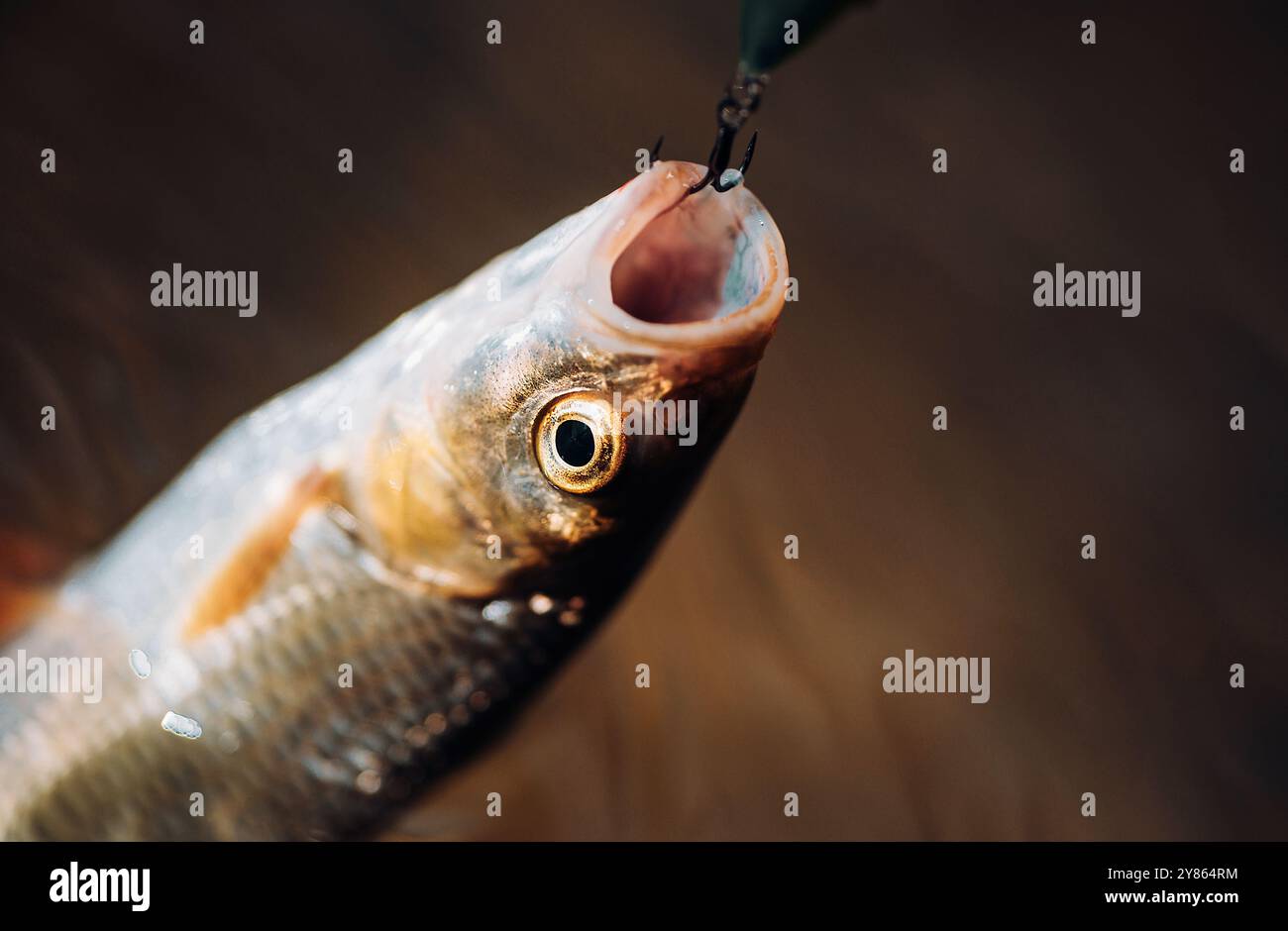 Fly fishing. Catching a big fish with a fishing pole. Bass fishing ...