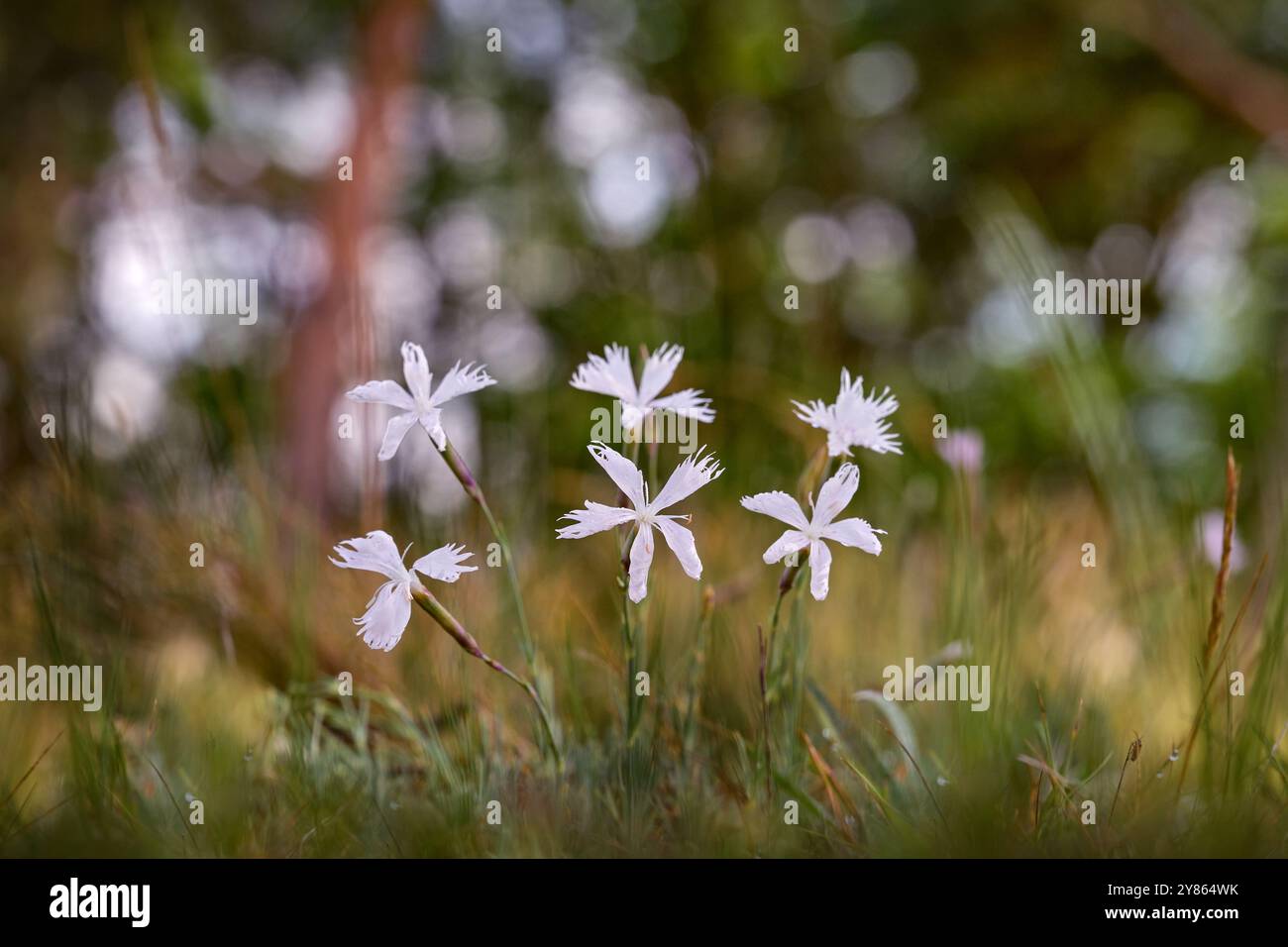 Bohemian sand pink, Dianthus arenarius subsp. bohemicus, endemic flower ...