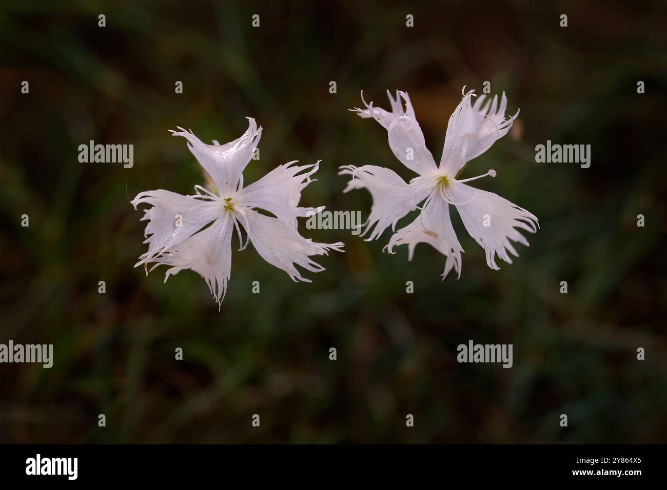 Bohemian sand pink, Dianthus arenarius subsp. bohemicus, endemic flower ...