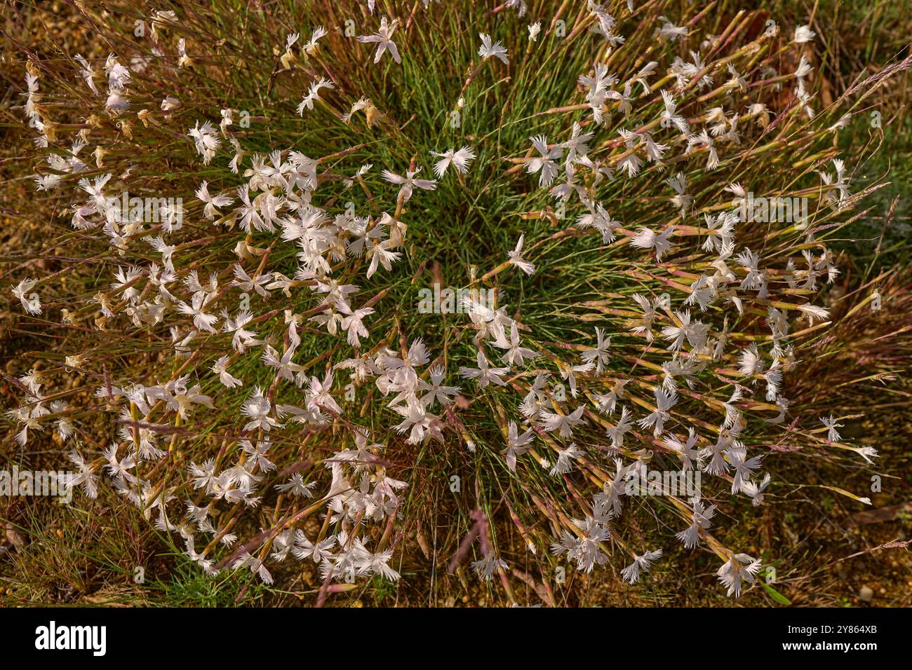 Bohemian sand pink, Dianthus arenarius subsp. bohemicus, endemic flower ...