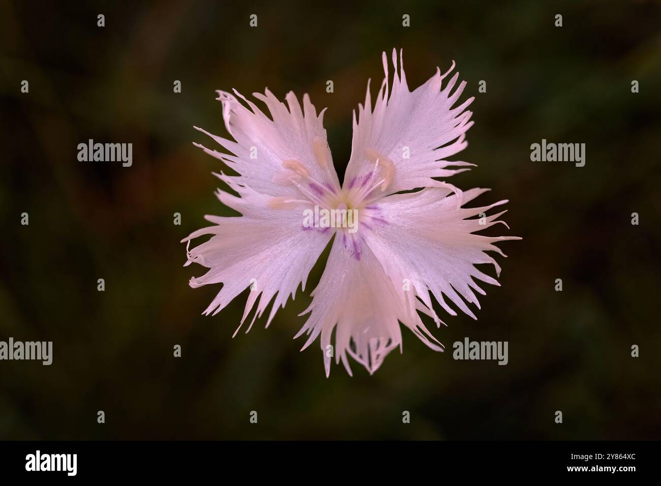 Bohemian sand pink, Dianthus arenarius bohemicus, endemic flower plant ...