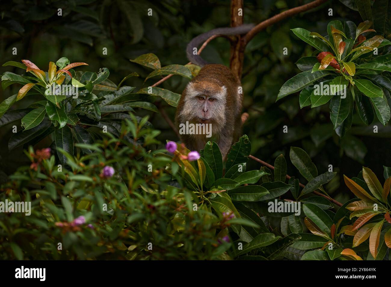 Wild monkey in pink flower bloom tree. Macaca fascicularis, long-tailed ...